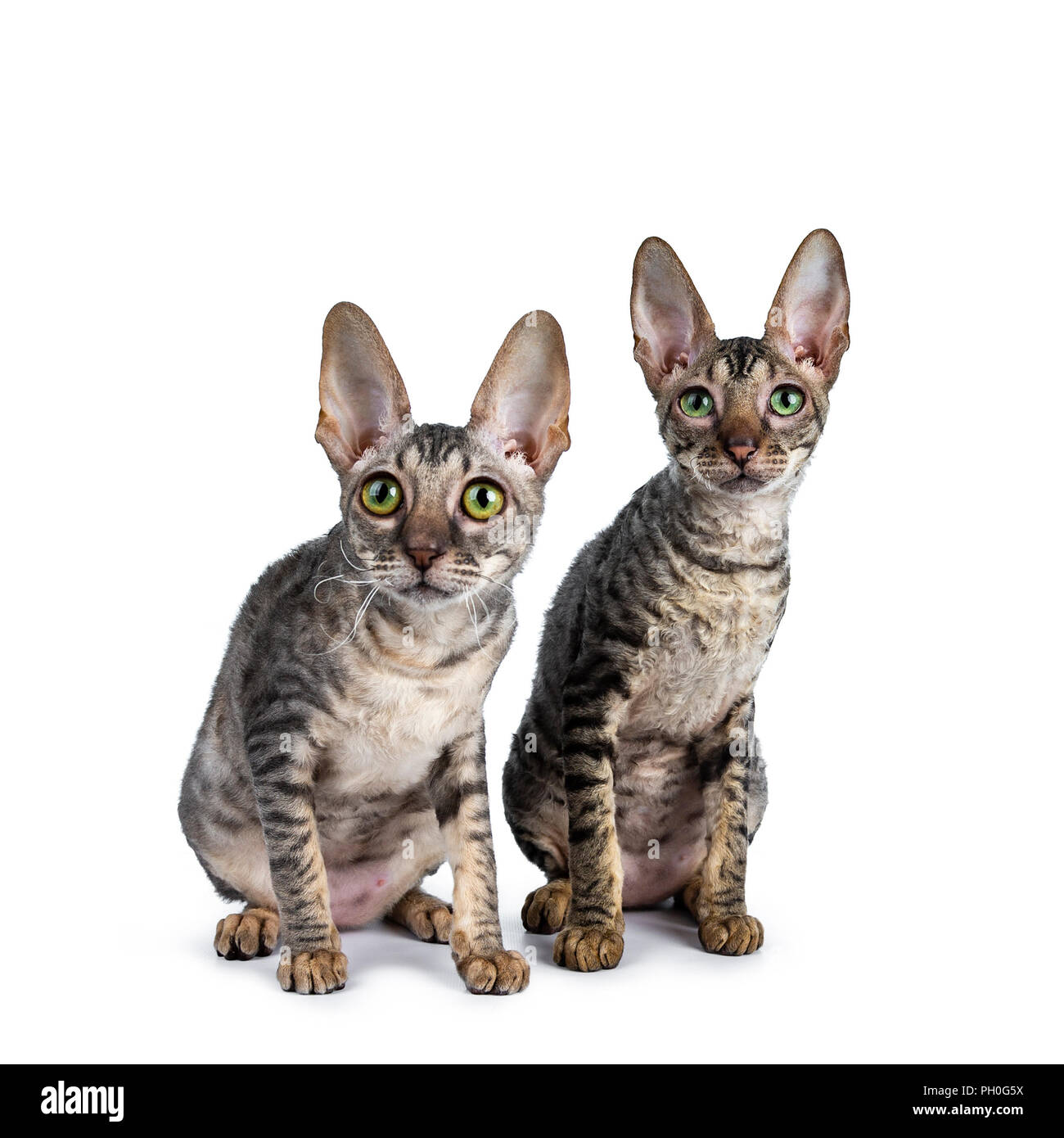 Duo of two cute Cornish Rex cat kittens sitting slightly behind each ...
