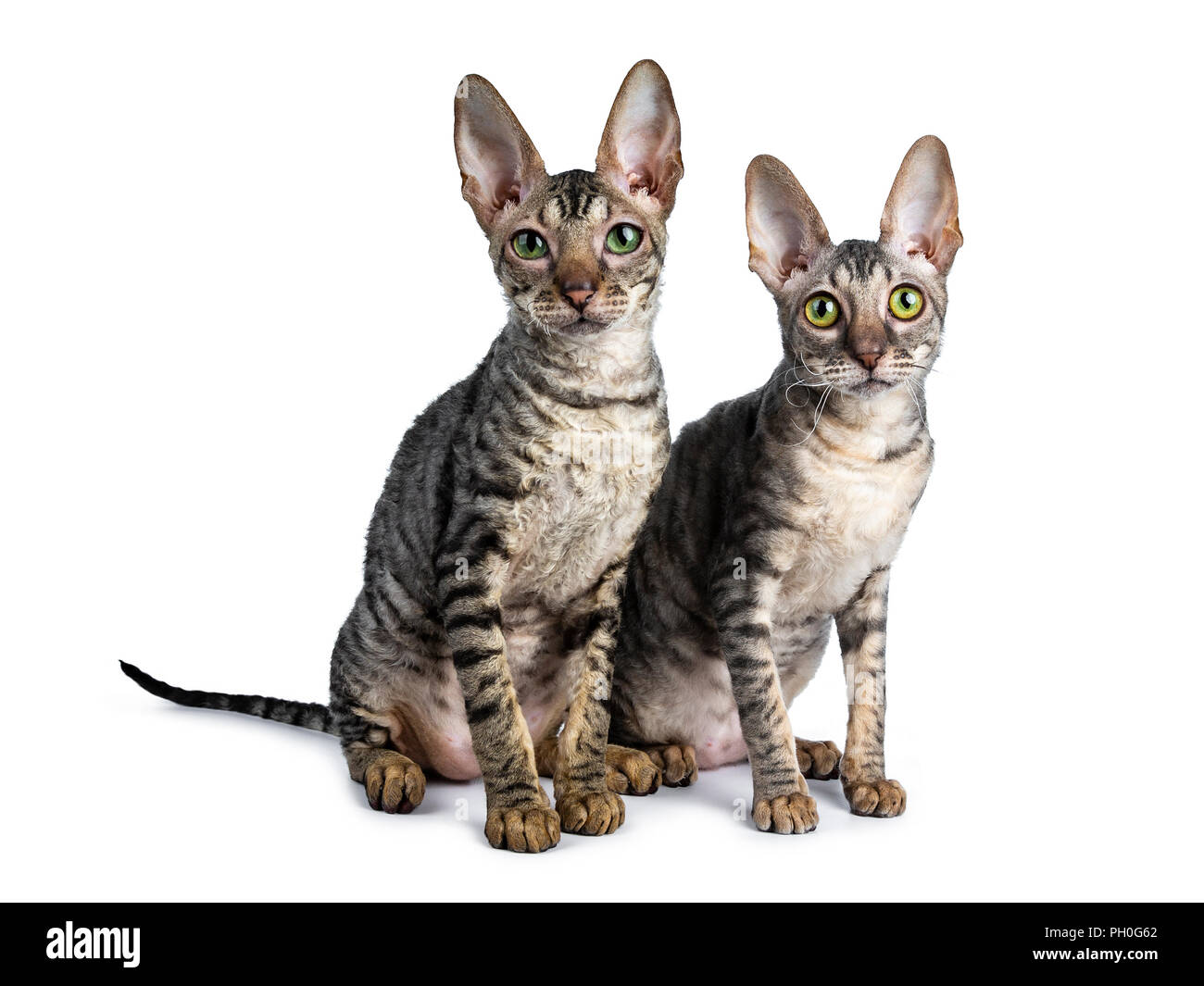 Big grey tabby cat with mouse hi-res stock photography and images - Alamy