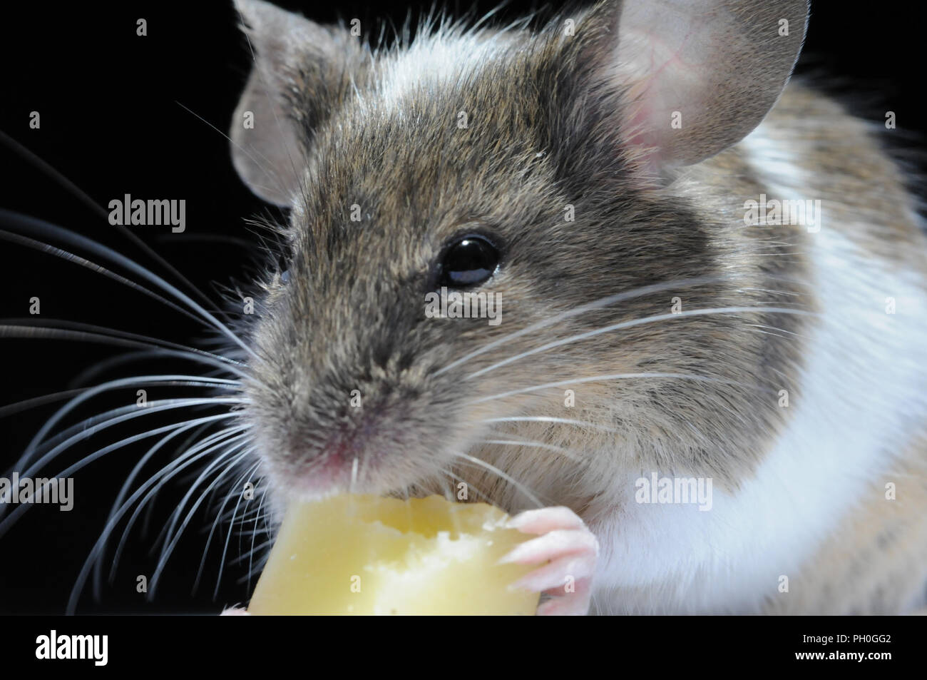 Mouse eating cheese Stock Photo - Alamy