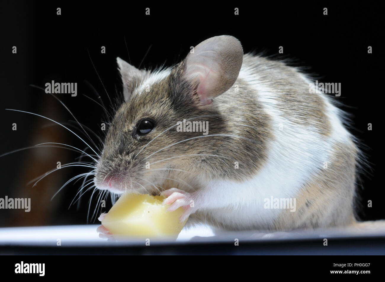 Mouse eating cheese Stock Photo - Alamy