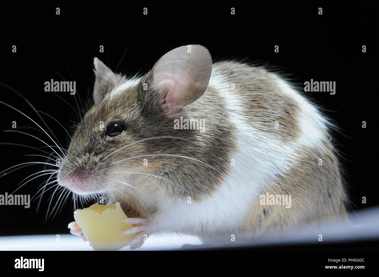 Food mouse hi-res stock photography and images - Alamy