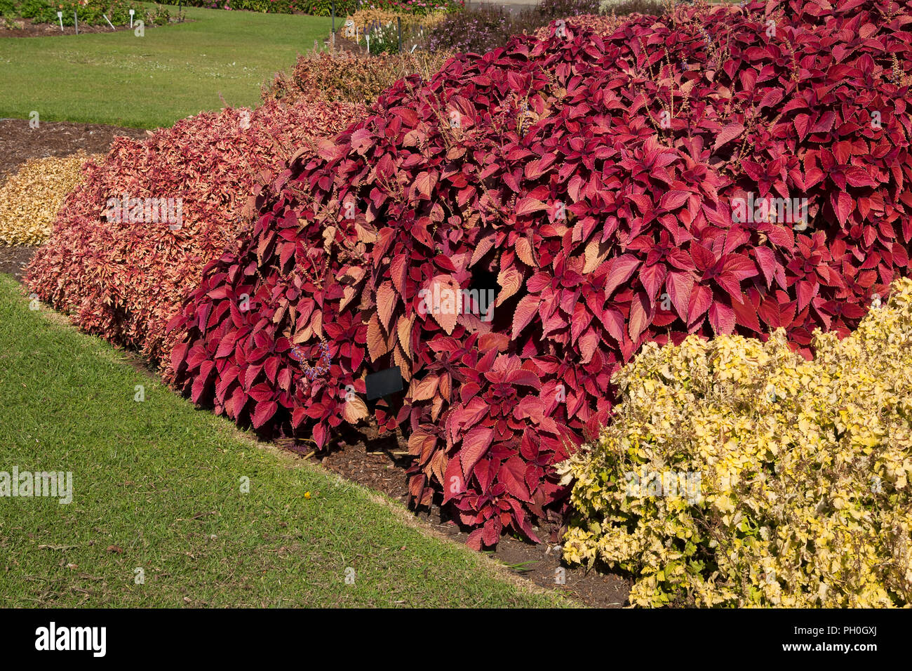 Sydney Australia, garden bed of different coleus plants with red ...