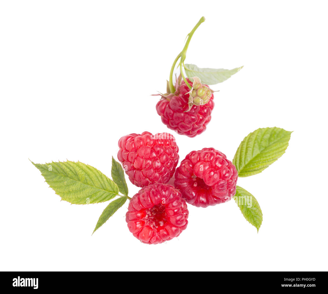 Raspberry with leaves isolated on white background Stock Photo - Alamy