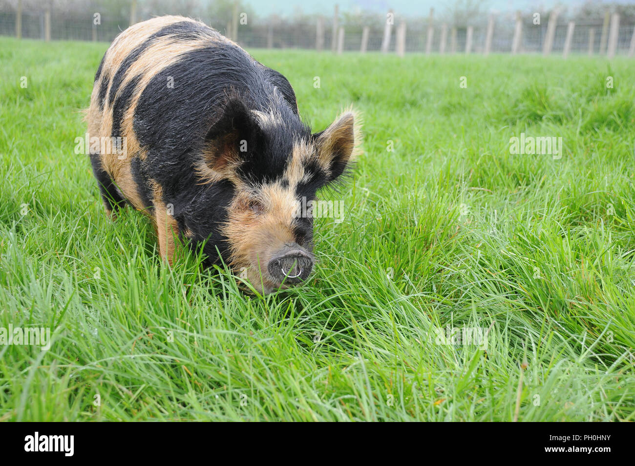 Kune kune pig hi-res stock photography and images - Alamy