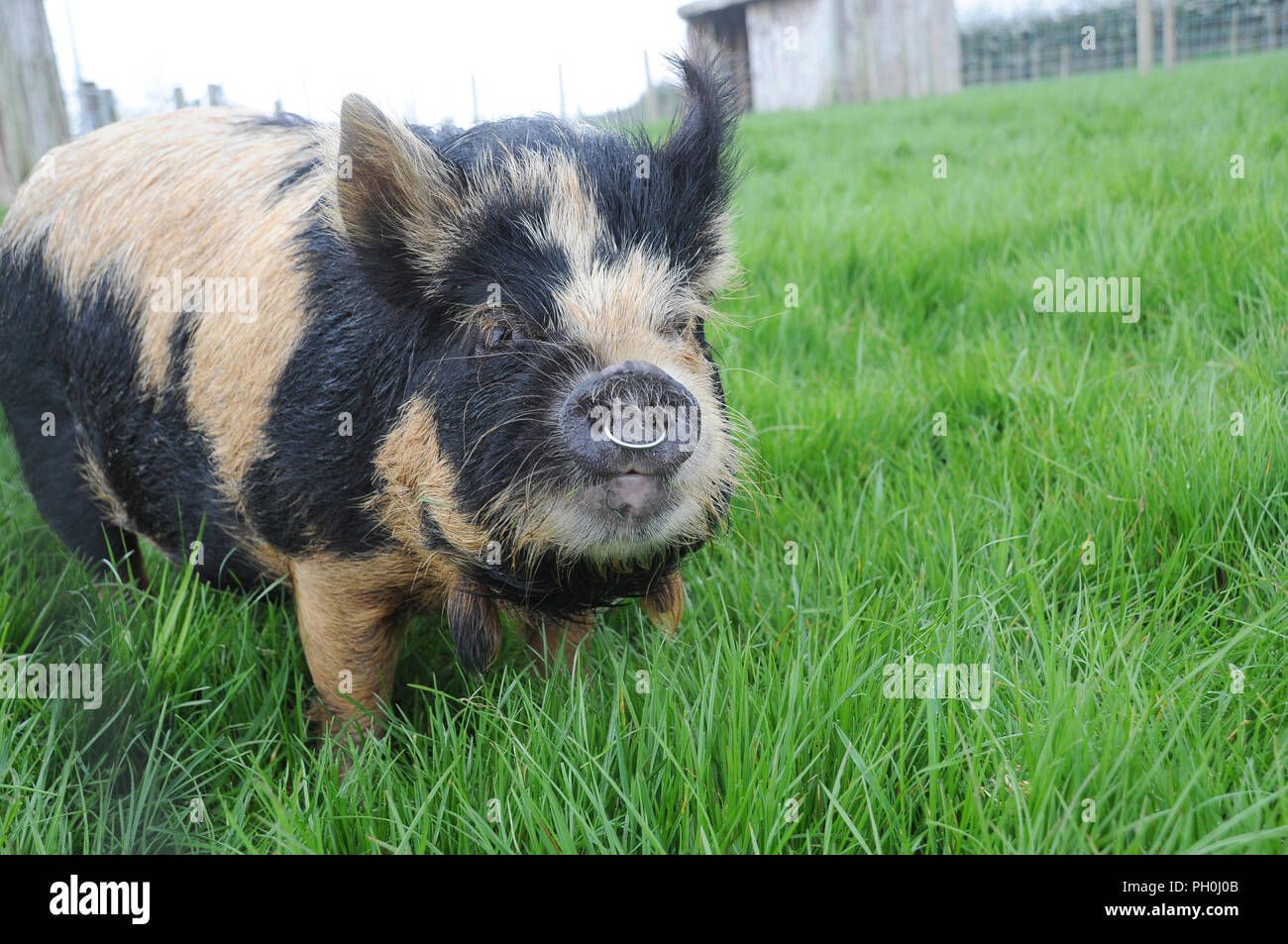 A Nose Ring High Resolution Stock Photography and Images - Alamy