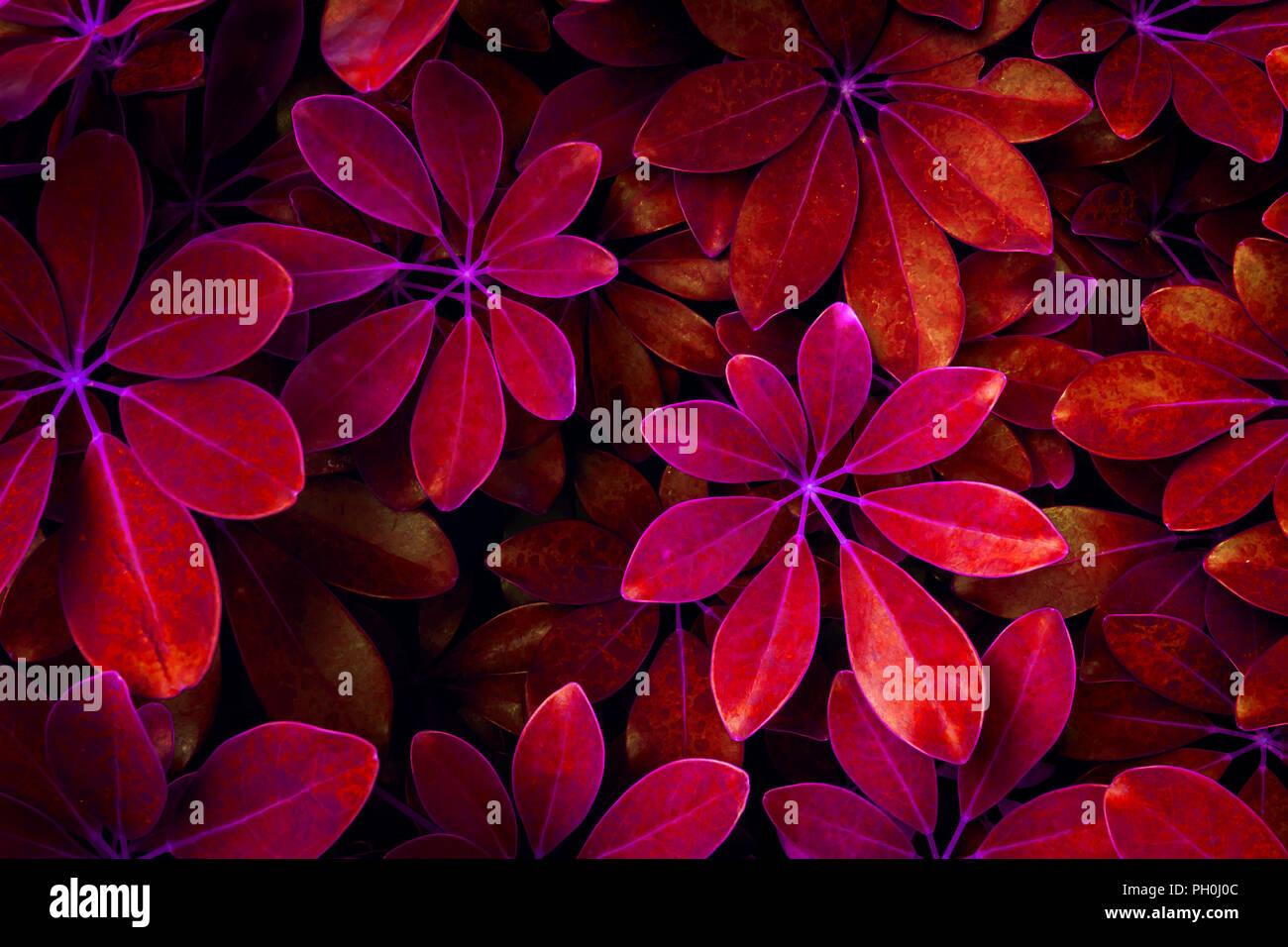 red and pink tree leaves on the ground in the fantasy forest. an ...