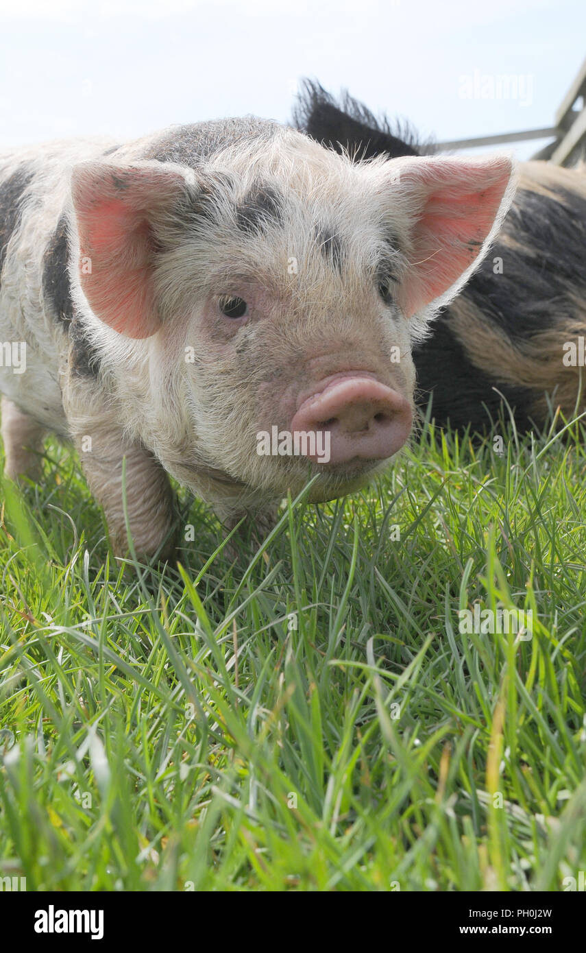 Cute piglet outside hi-res stock photography and images - Alamy