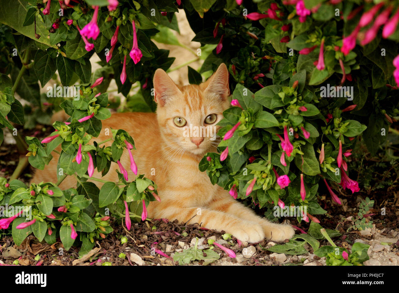 domestic cat, ginger, lying under a flowering plant Stock Photo - Alamy