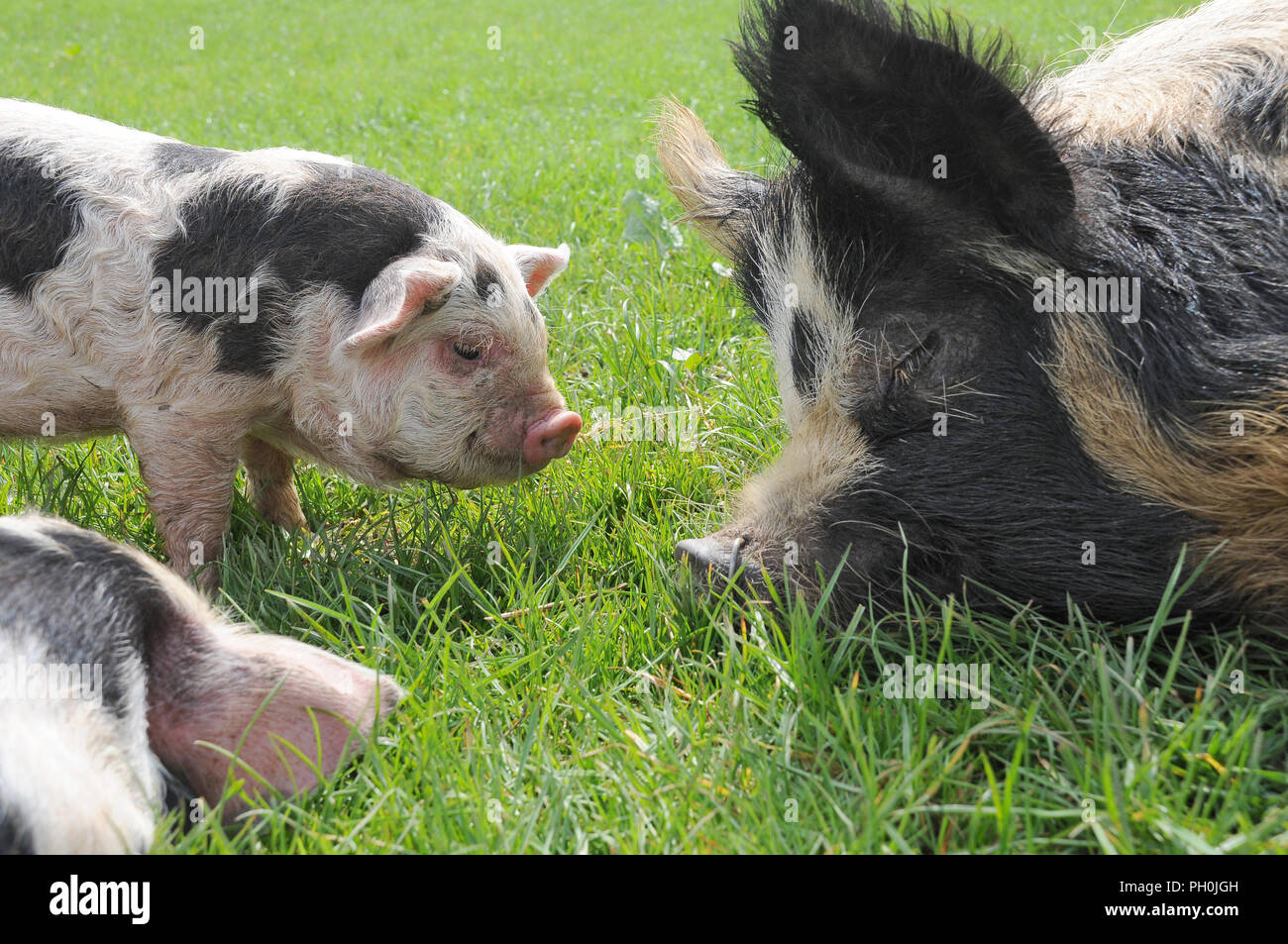 Kune Stock Photos & Kune Stock Images - Alamy