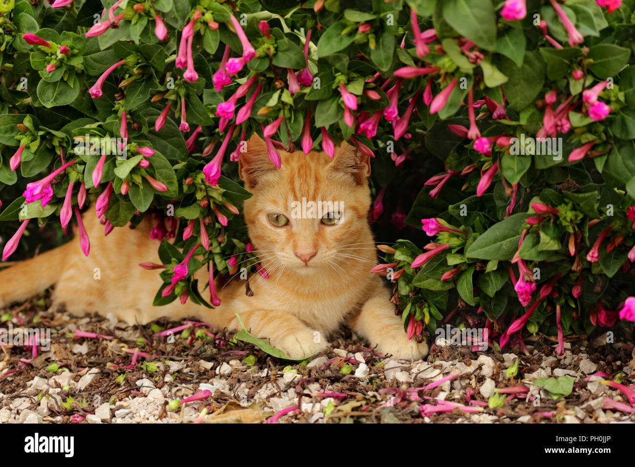 domestic cat, ginger, lying under a flowering plant Stock Photo - Alamy