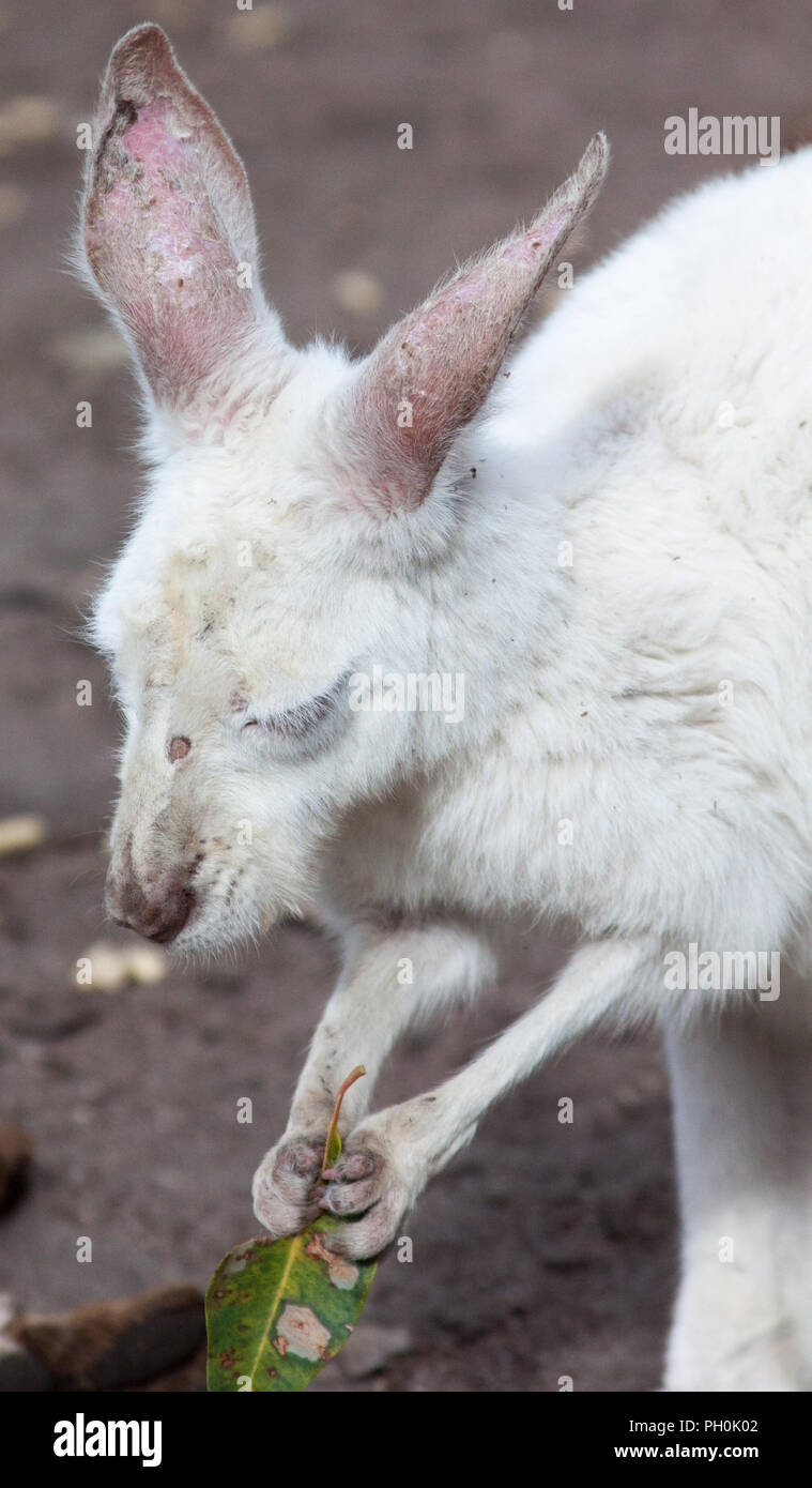 White kangaroo holding a eucalyptus leaf Stock Photo - Alamy