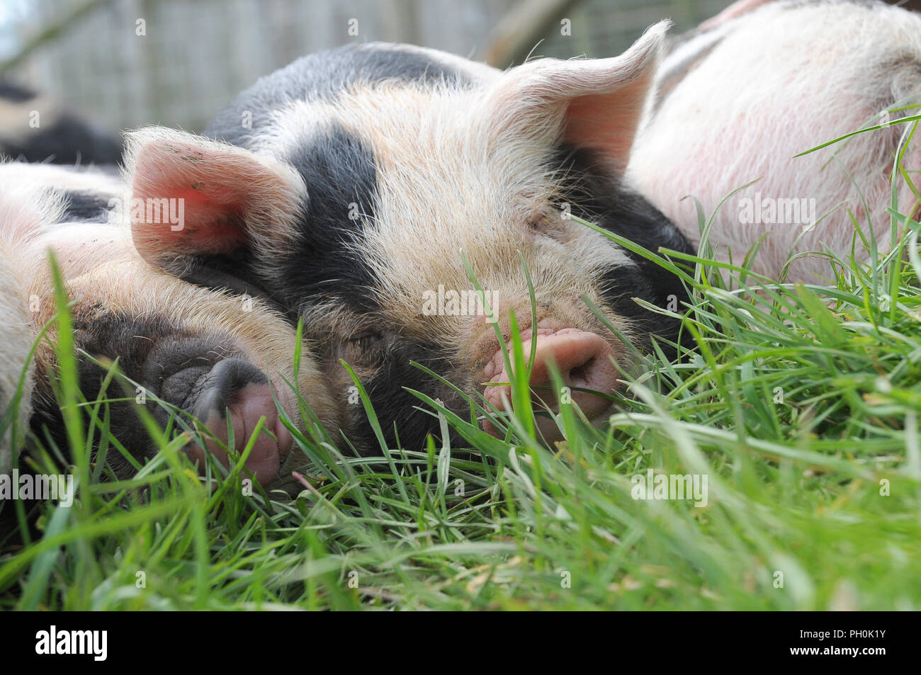 Kune kune piglets hi-res stock photography and images - Alamy