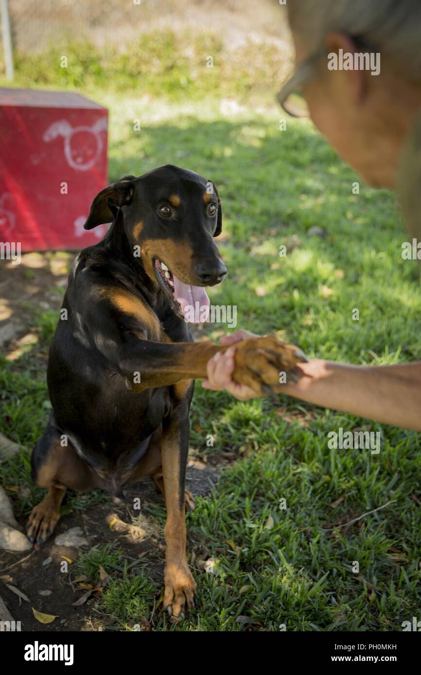 Gonzo “shakes” a handlers hand at Marine Corps Base Camp Pendleton ...