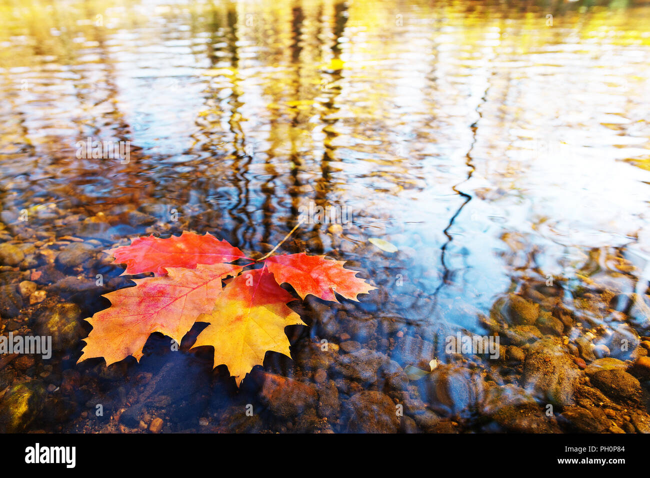 Few leaves on tree sunny hi-res stock photography and images - Alamy