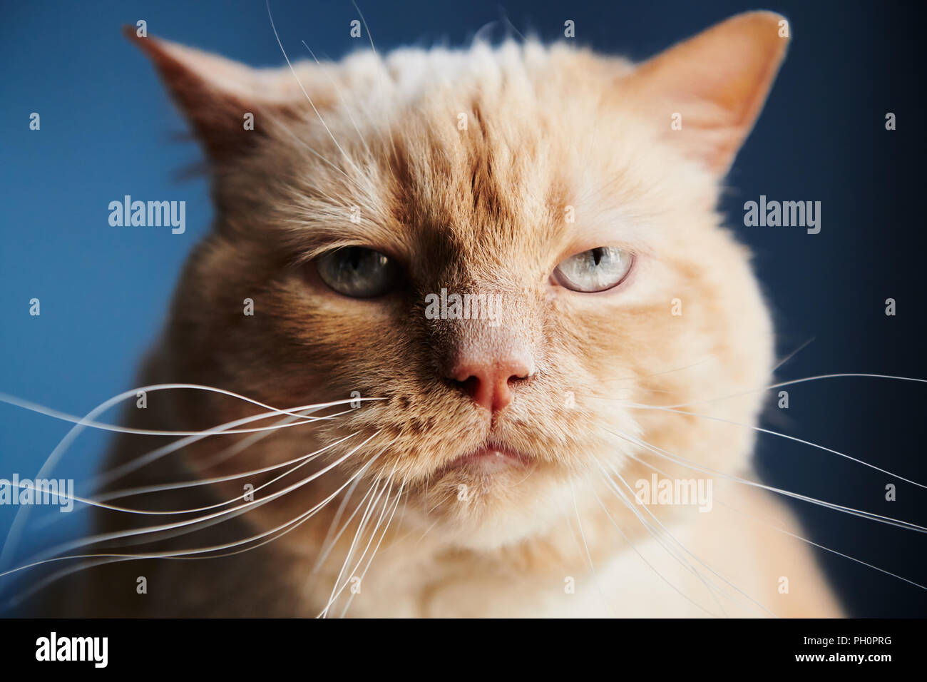 Grumpy cat where hi-res stock photography and images - Alamy