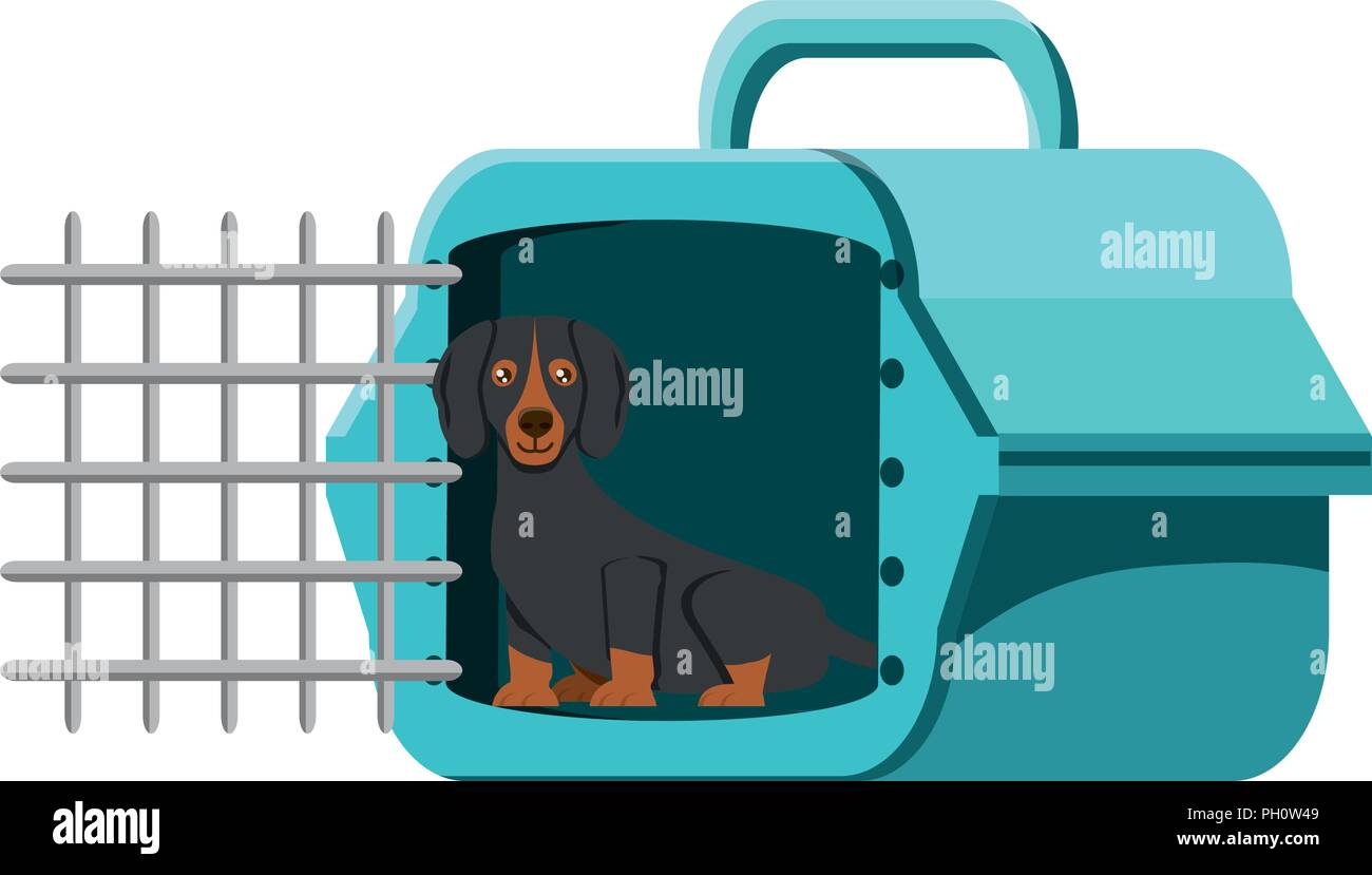transport box with cute dachshund dog over white background, vector ...