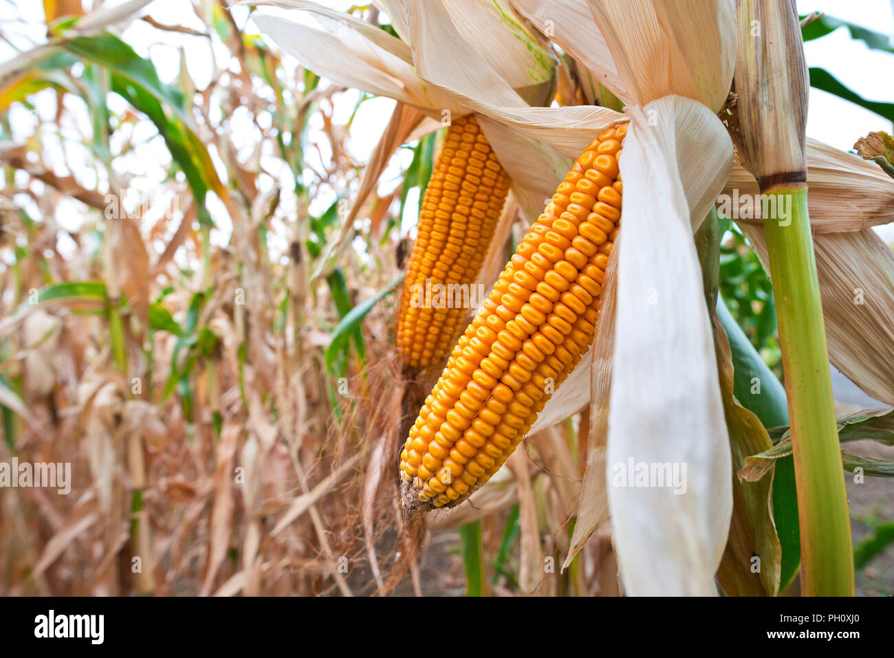 Indian corn farming hi-res stock photography and images - Alamy