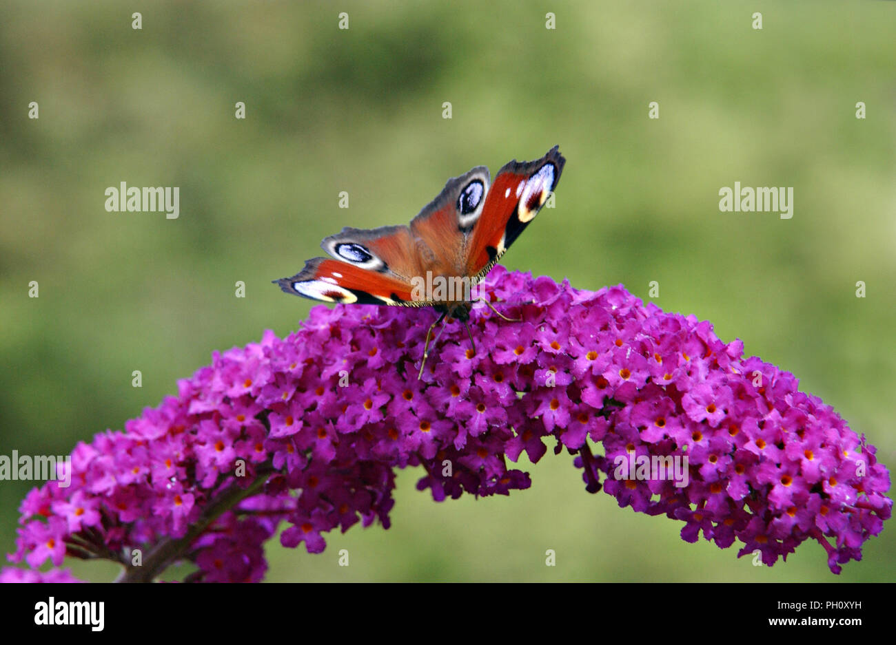 A royal admiral english butterfly rests on a flowering Buddleia bush in ...