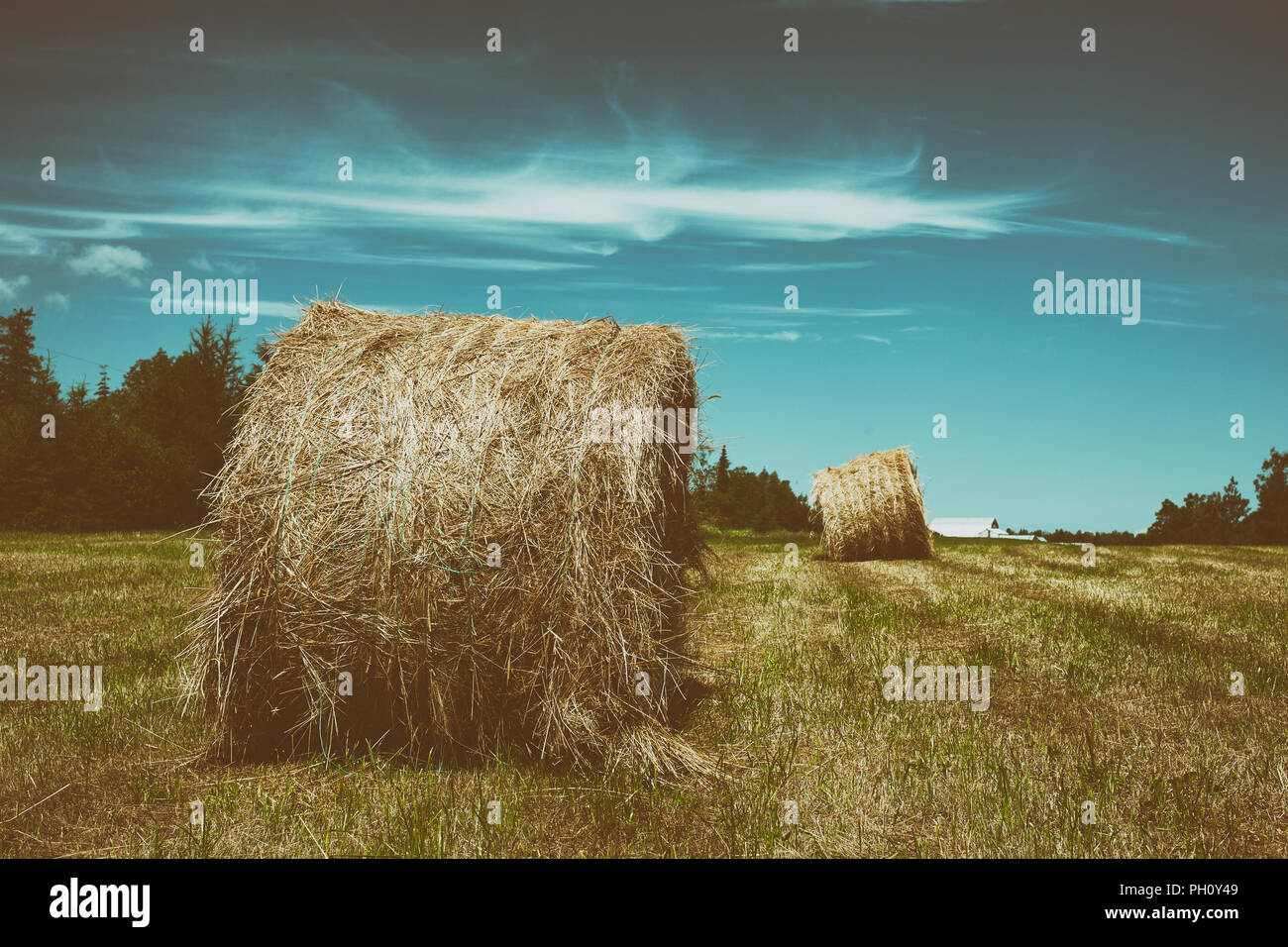 Hay bales in field. Stylized faded look Stock Photo - Alamy