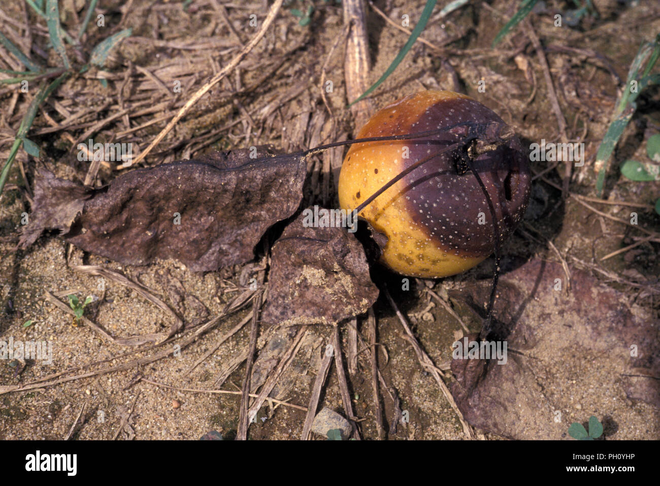 Base of apple tree hi-res stock photography and images - Alamy
