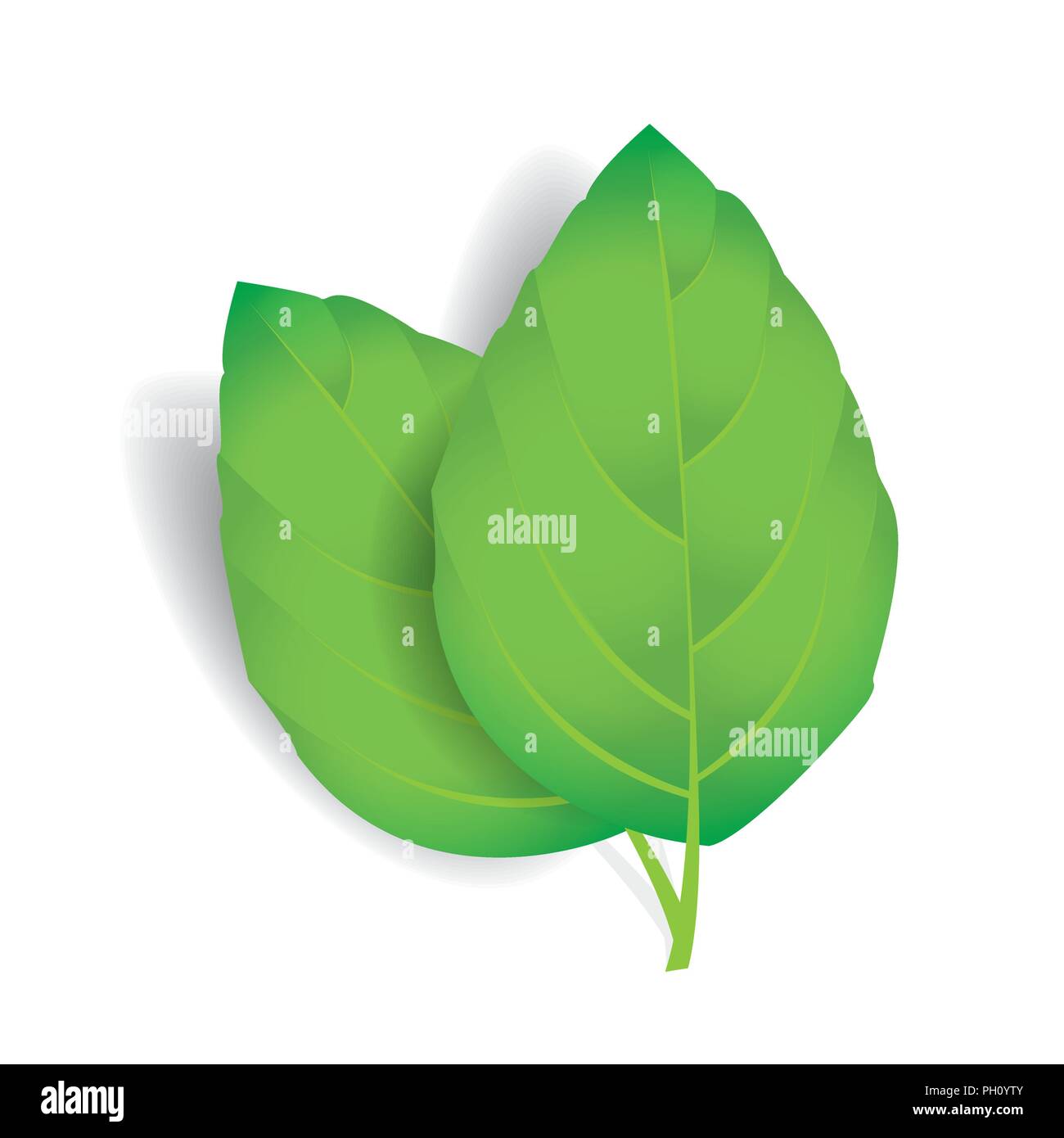 Vector leaves isolated on white Stock Vector Image & Art - Alamy