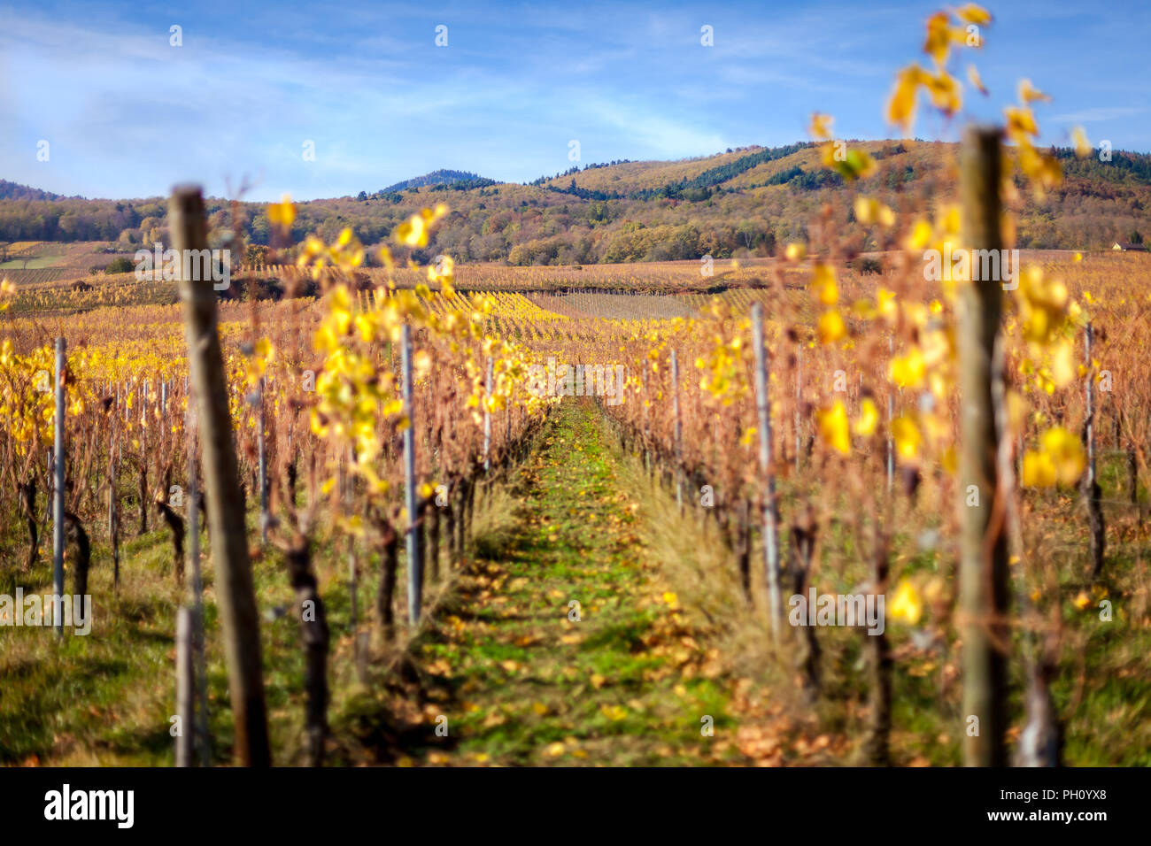 Photo of vineyard In France, Alsace taken in the autumn Stock Photo - Alamy