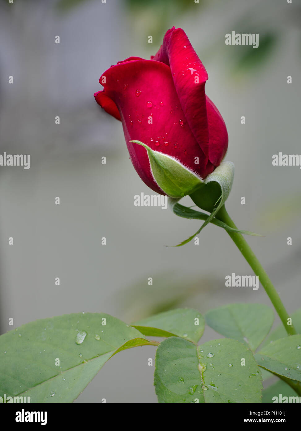 Beautiful young red rose with raindrops Stock Photo - Alamy