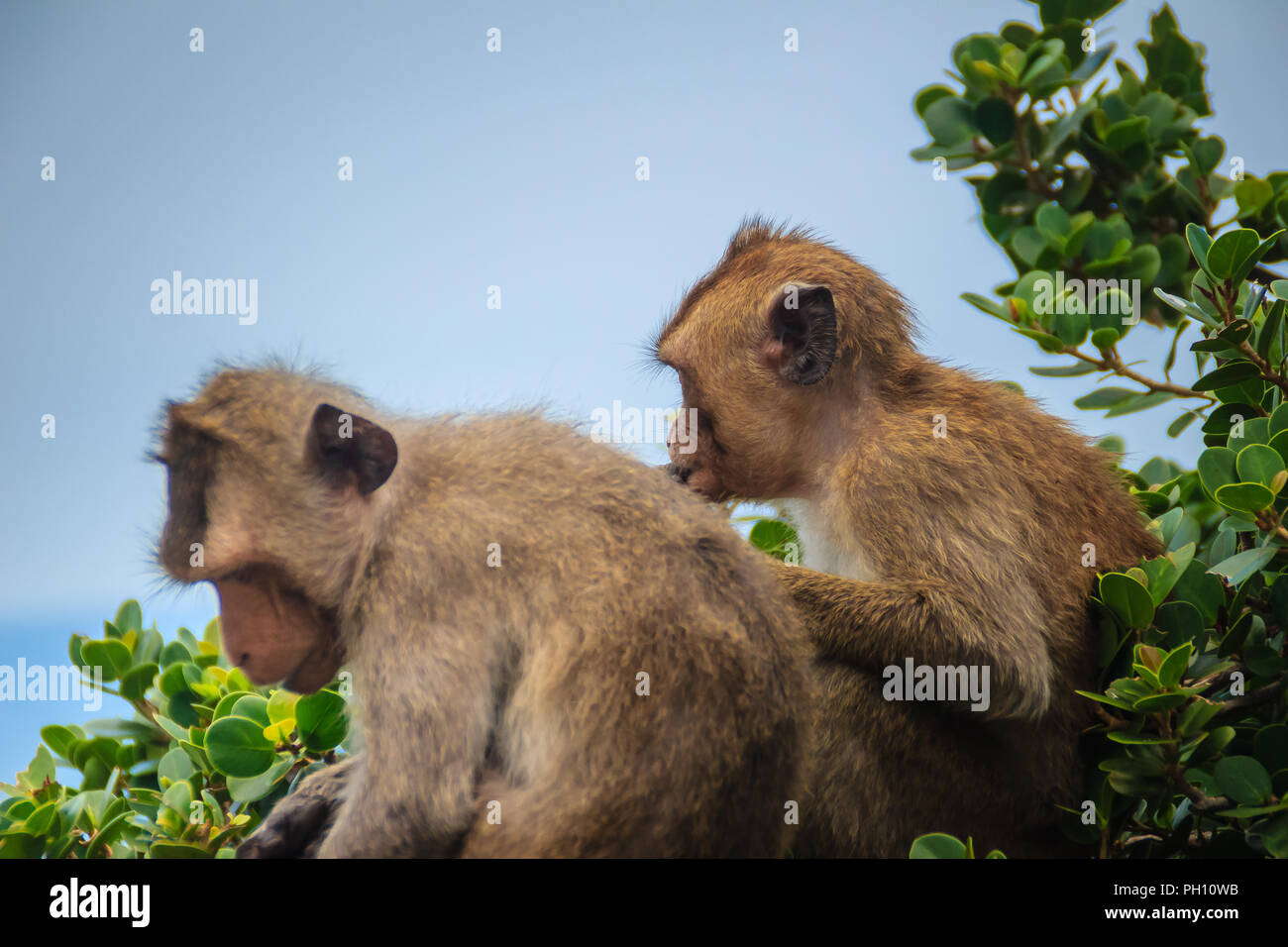 Cute monkey in a tree eating green leaves Stock Photo - Alamy