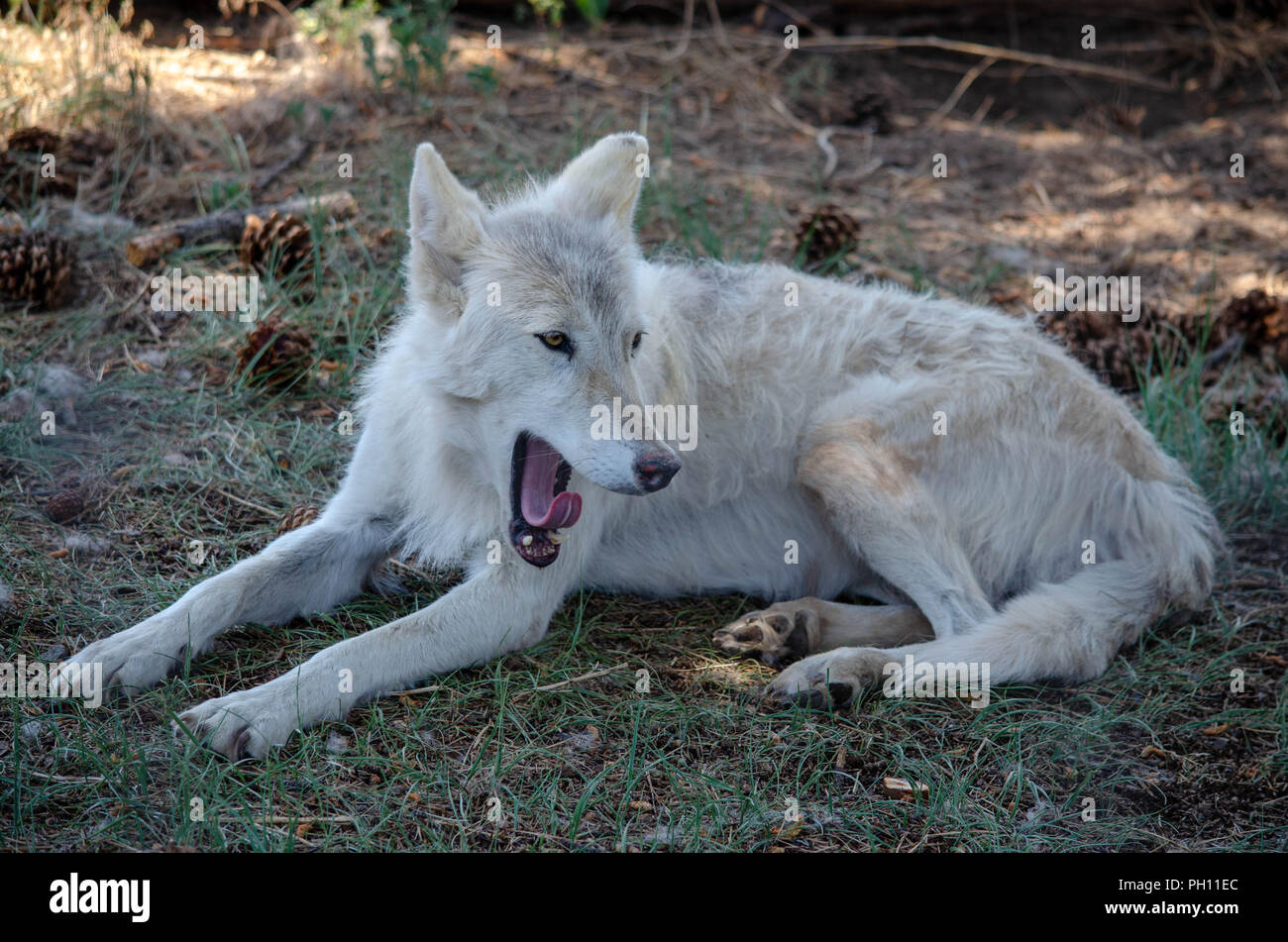 Gray wolf yawning in the shade Stock Photo - Alamy