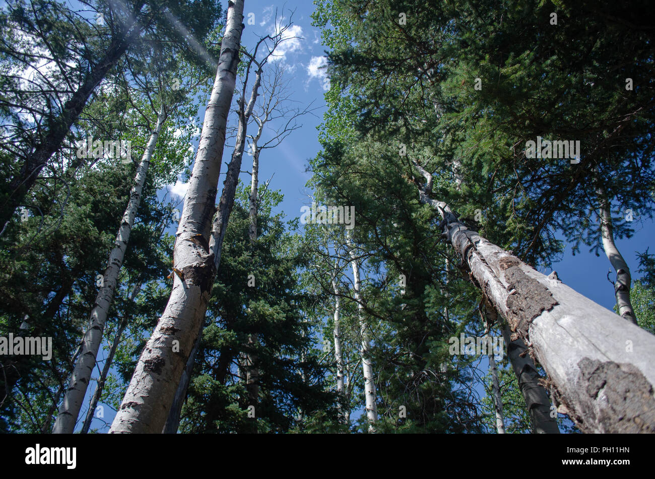 Beautiful shot many trees hi-res stock photography and images - Alamy