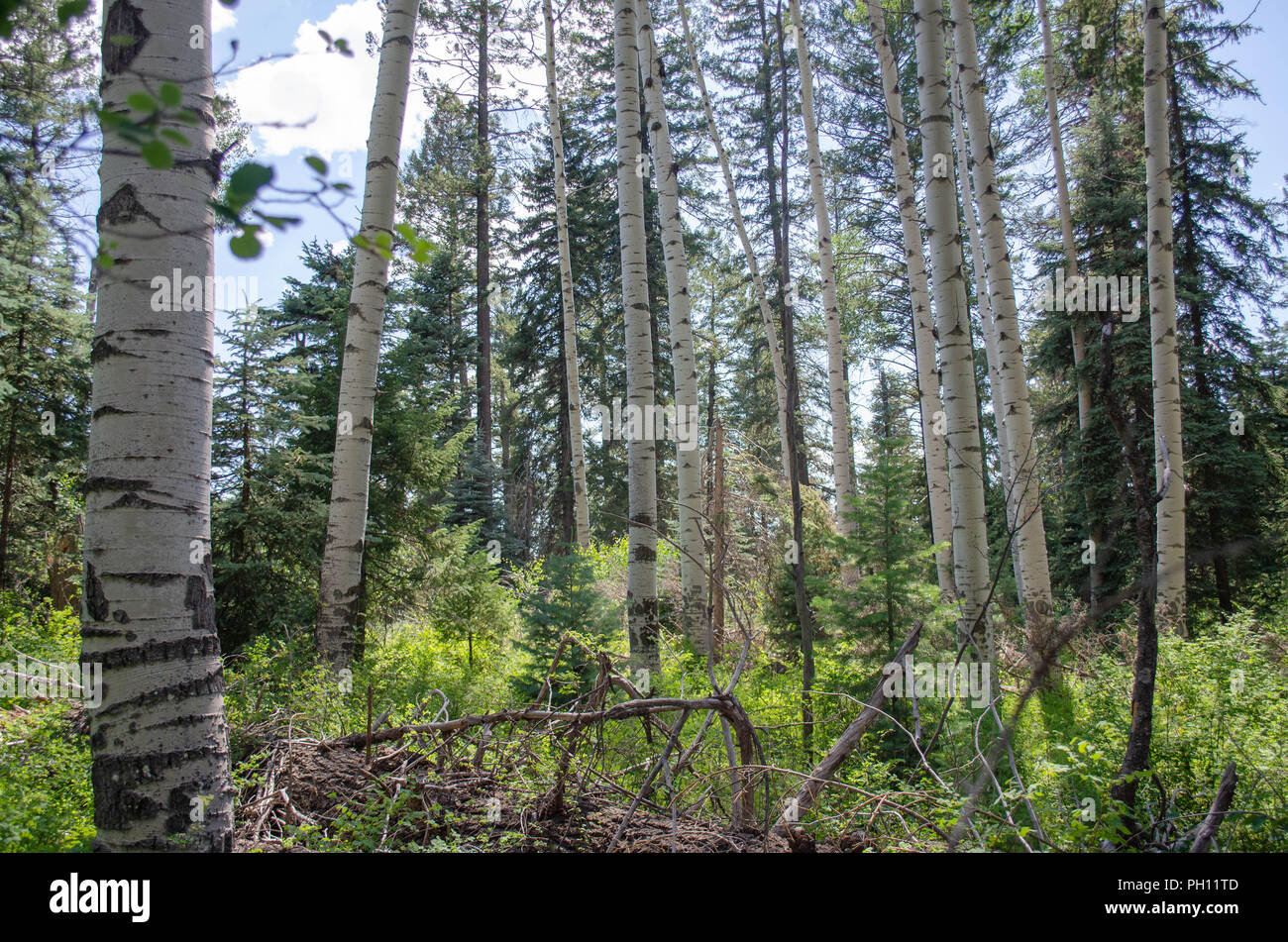 Aspen trees in a forest in Colorado Stock Photo - Alamy