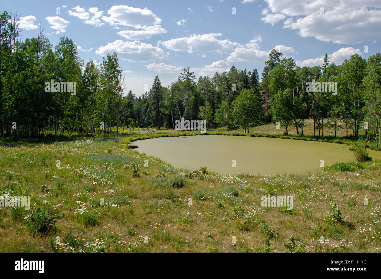 Pond in Colorado Stock Photo - Alamy