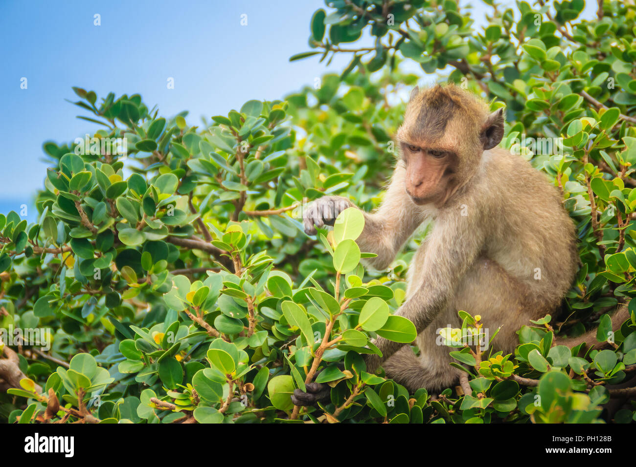 Cute monkey in a tree eating green leaves Stock Photo - Alamy