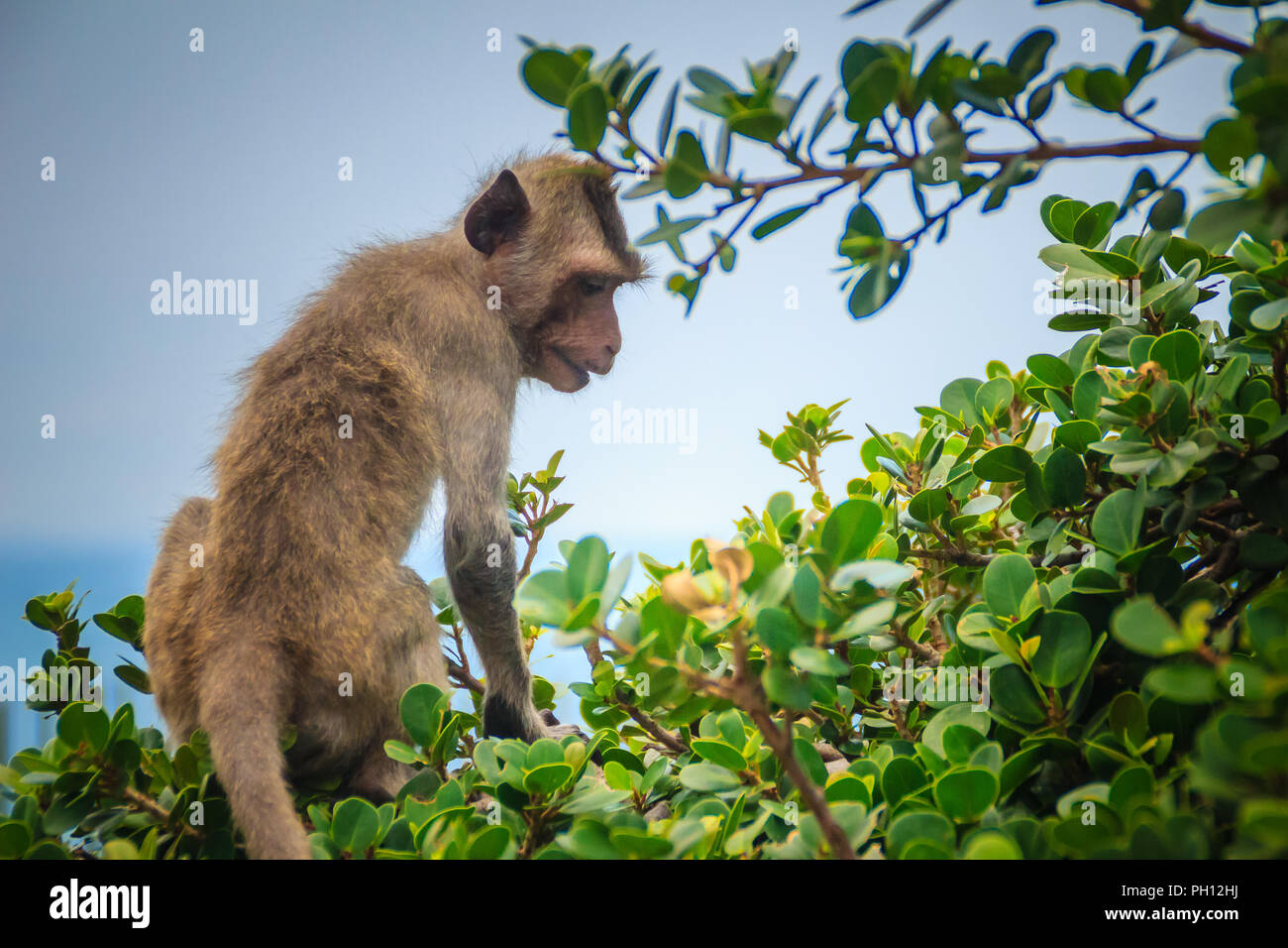 Cute monkey in a tree eating green leaves Stock Photo - Alamy