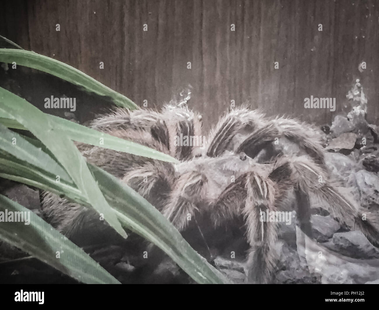 Pinkfoot goliath tarantula hi-res stock photography and images - Alamy