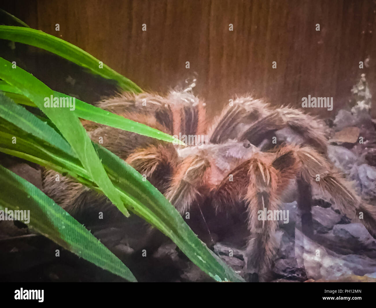 Goliath Tarantula High Resolution Stock Photography and Images - Alamy