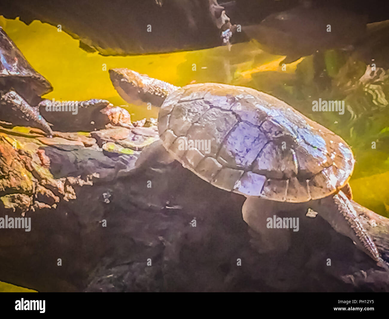 Reeves turtle or Chinese pond turtle (Mouremys reevesii) is semiaquatic ...