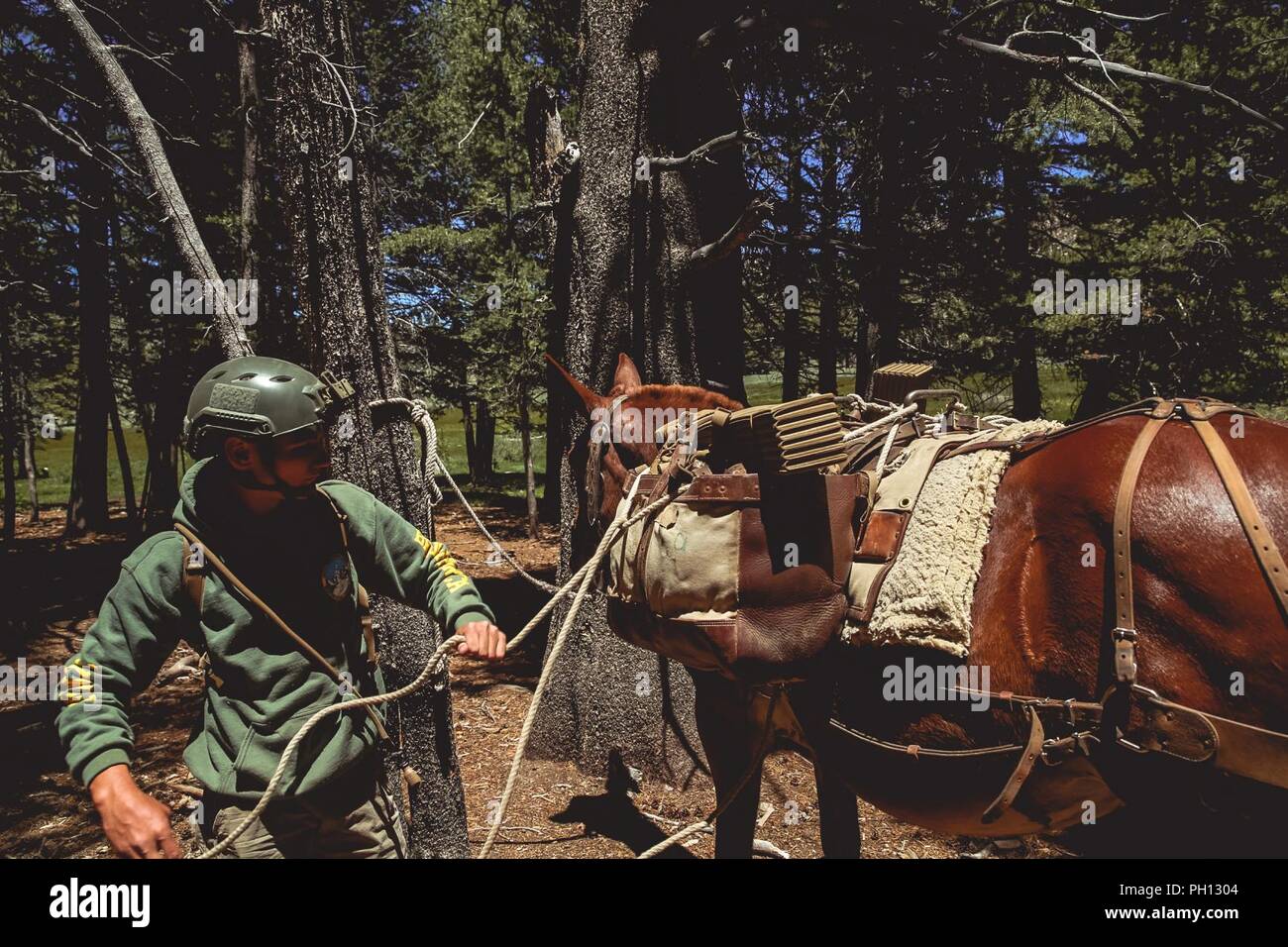 A Marine with 1st Marine Raider Battalion unpacks a mule after their ...