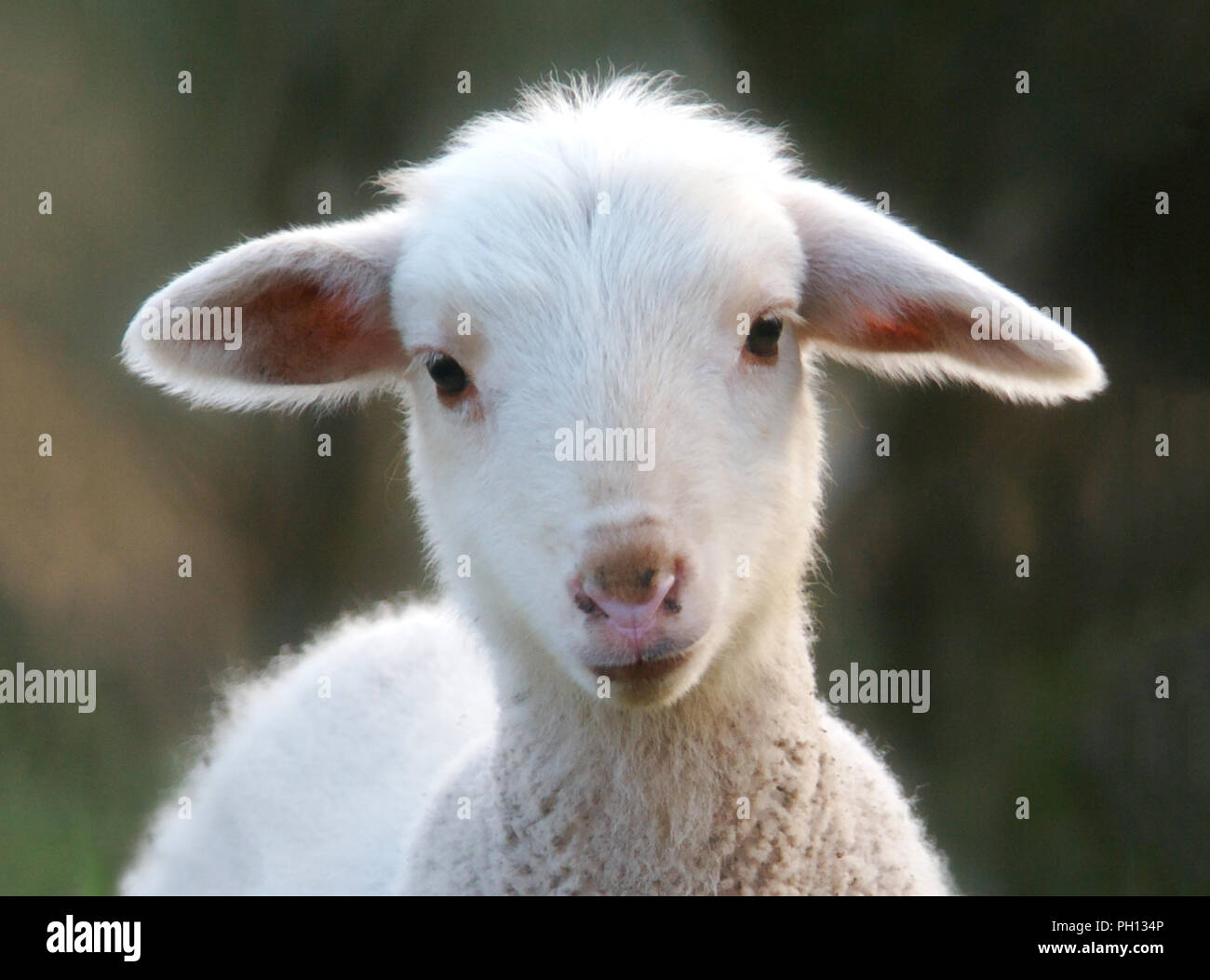 Portrait of a cute lamb in the nature with a beautiful light Stock ...