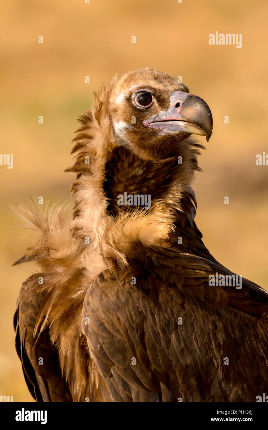 Portrait of a black vulture in the nature Stock Photo - Alamy