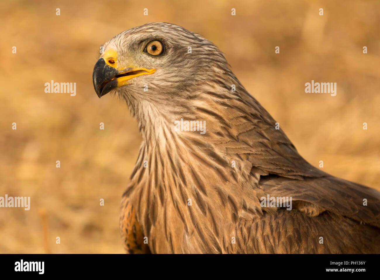 Close-up portrait of a Brown Kite taken Stock Photo - Alamy
