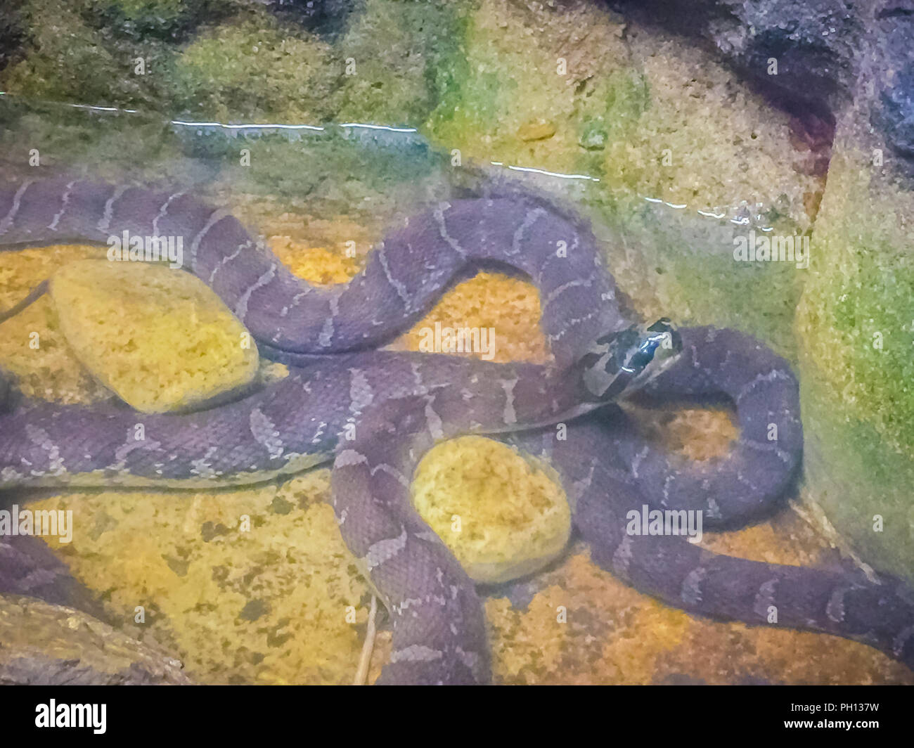 Puff-faced Water Snake (Homalopsis buccata Stock Photo - Alamy