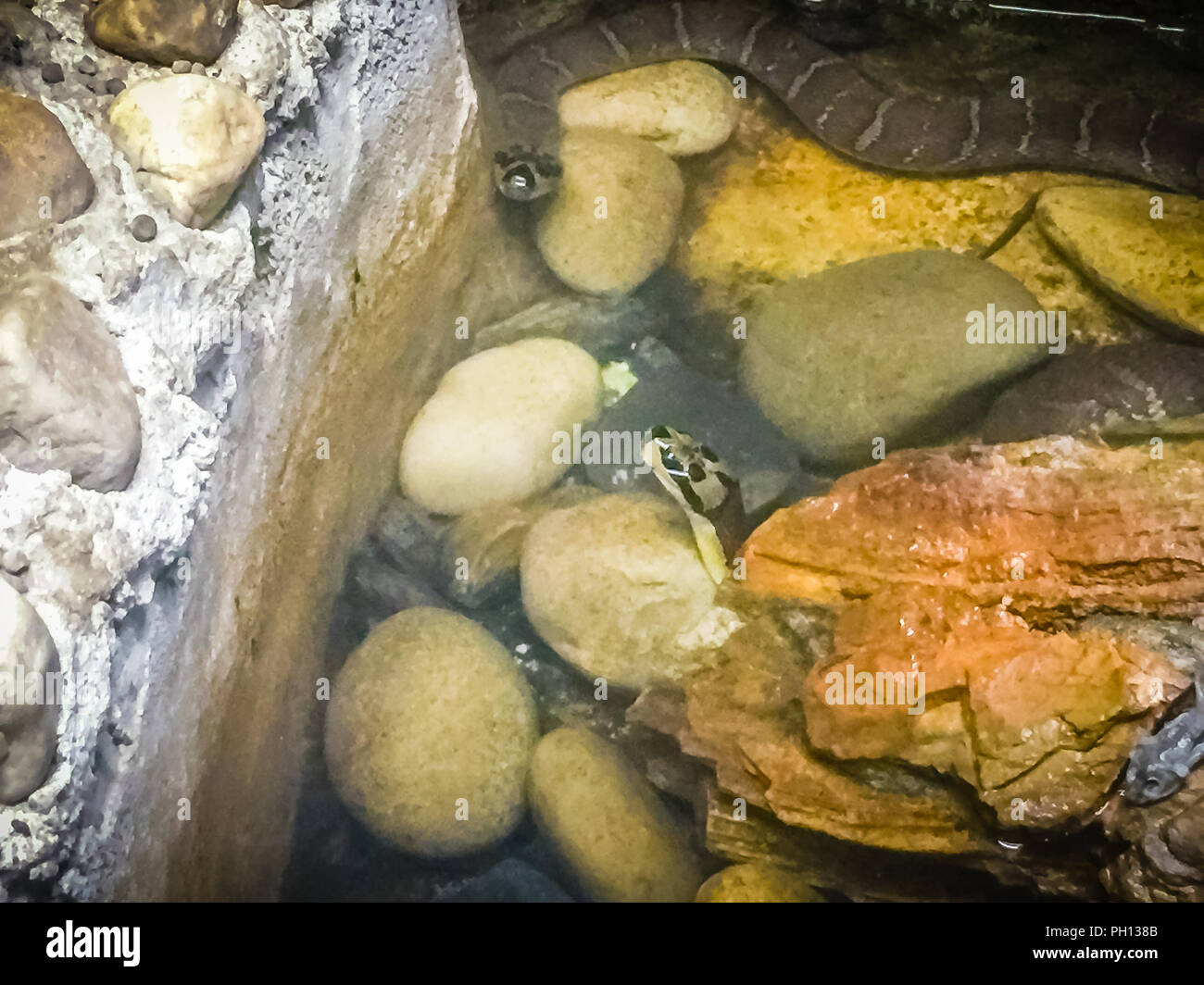 Homalopsis buccata hi-res stock photography and images - Alamy