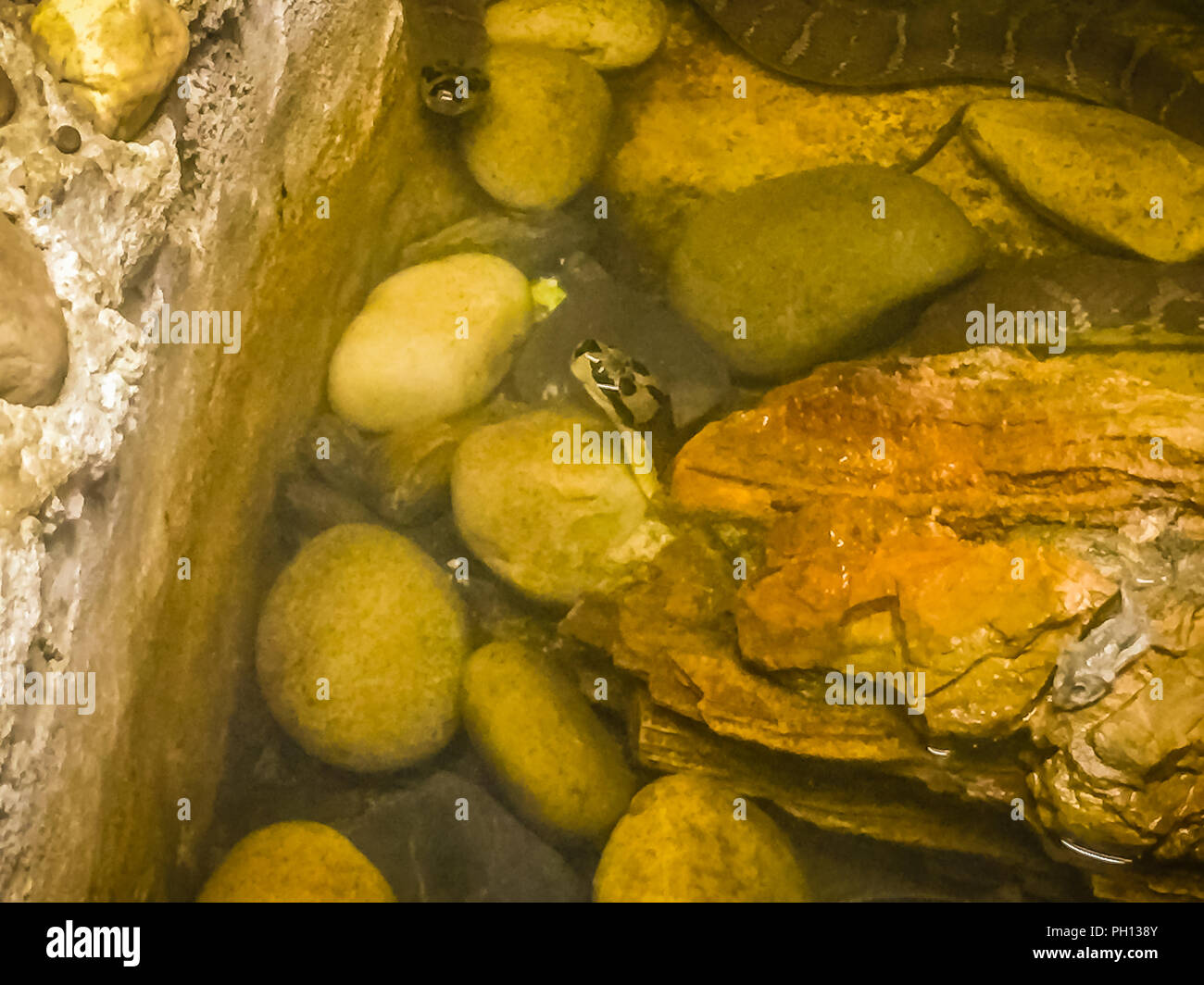 Puff-faced Water Snake (Homalopsis buccata Stock Photo - Alamy