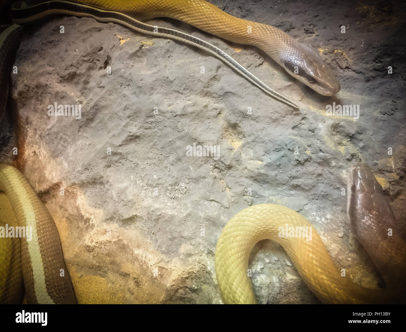 Cave racer snake hi-res stock photography and images - Alamy