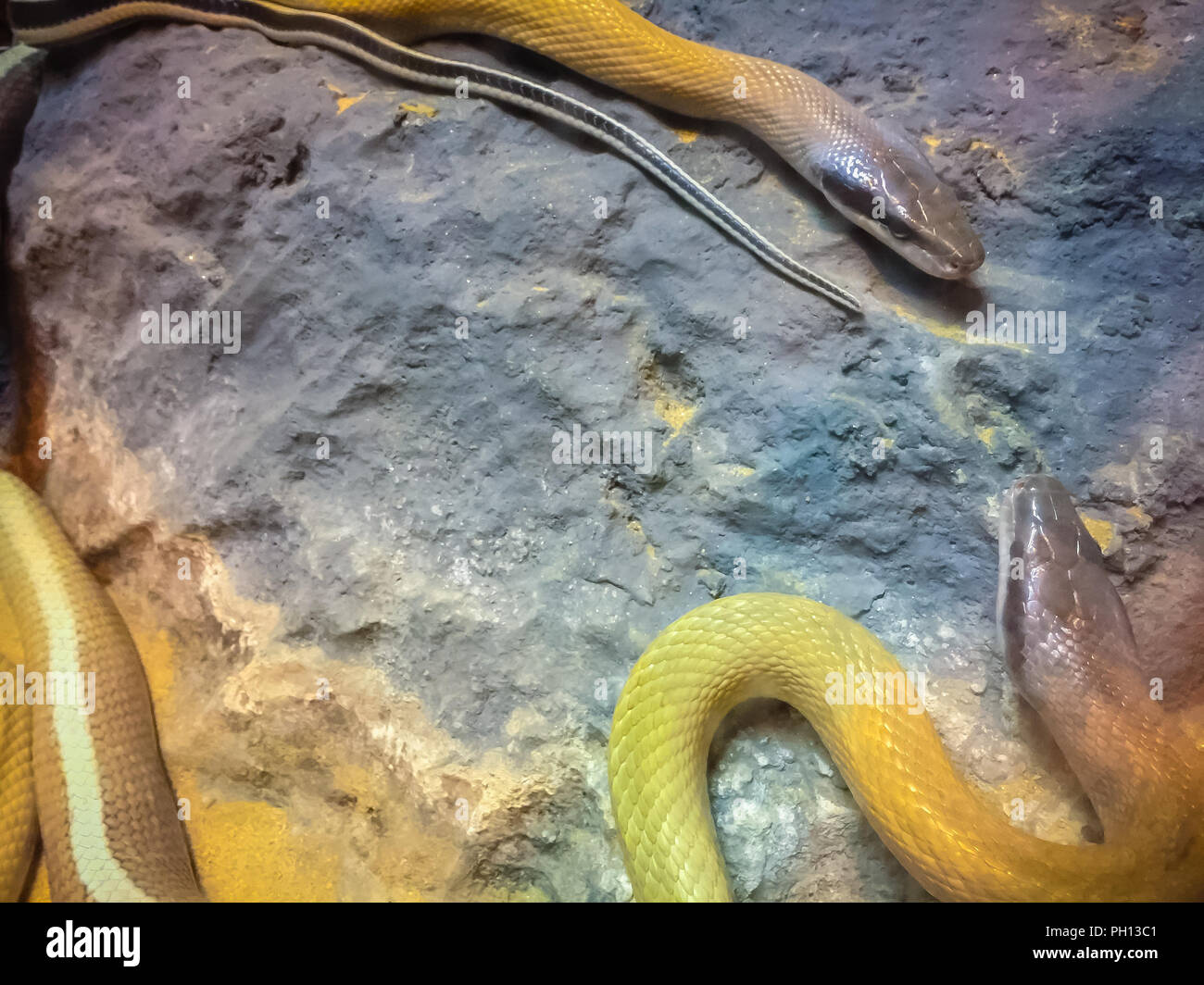 Elaphe taeniura ridleyi hi-res stock photography and images - Alamy