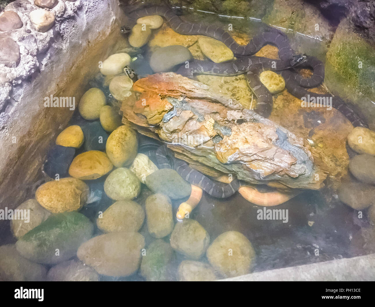 Puff-faced Water Snake (Homalopsis buccata Stock Photo - Alamy