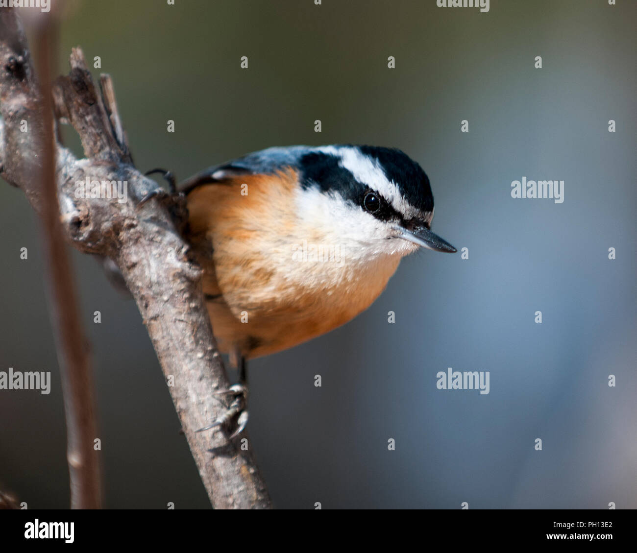 Splendid perch hi-res stock photography and images - Alamy