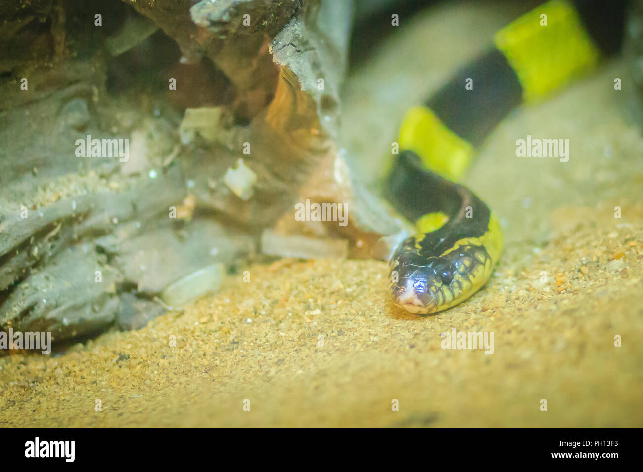 The banded krait (Bungarus fasciatus) is a species of elapid snake ...