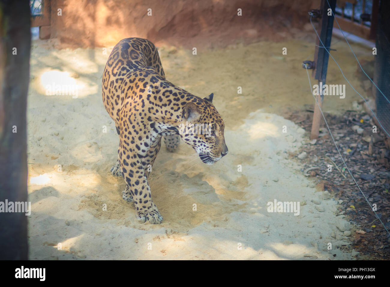 Leopard (Panthera pardus) in cage at public zoo Stock Photo - Alamy